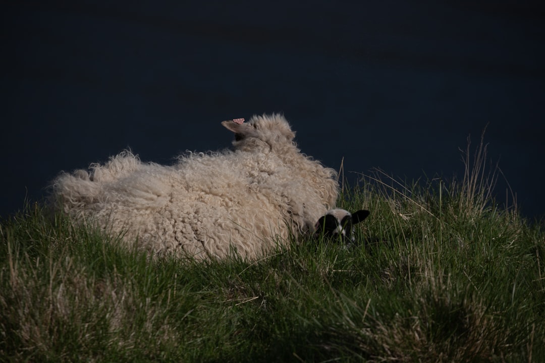 Baa Baa Black Sheep by Pappy Boyington - Hell Read